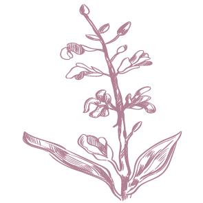 SEBUM NORMALIZING SHAMPOO - Foltene